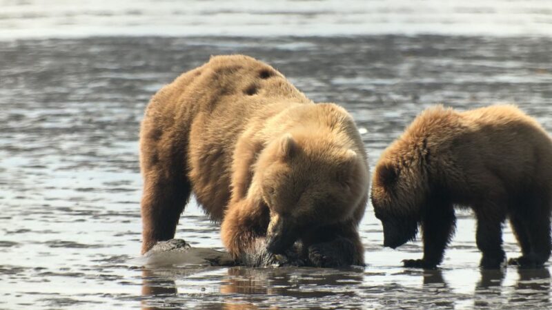 Alaska 9 Day Ocean Wildlife to Interior Wilderness Adventure - Detailed Experience Breakdown: The Feel and Flow