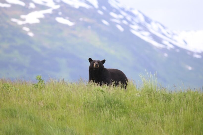 Alaska: Kenai Fjords & Denali National Park 5 Day Adventure - Who Should Consider This Tour?