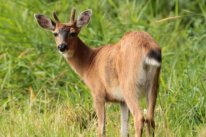 Alaska Native Cultural and Wildlife Adventure - Who Will Love This Tour?