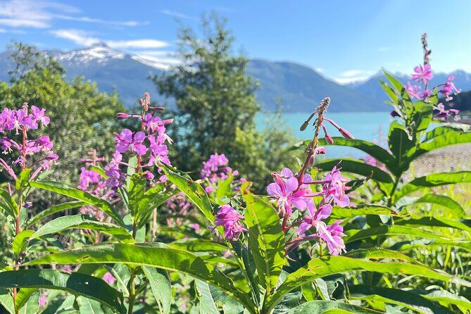 Alaska Nature Immersion: Forest Therapy Tour in Haines, Alaska - FAQs