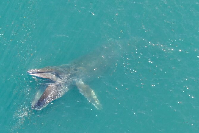 Alaska Whale Watching with bonus Drone viewing of Whales - Final Thoughts