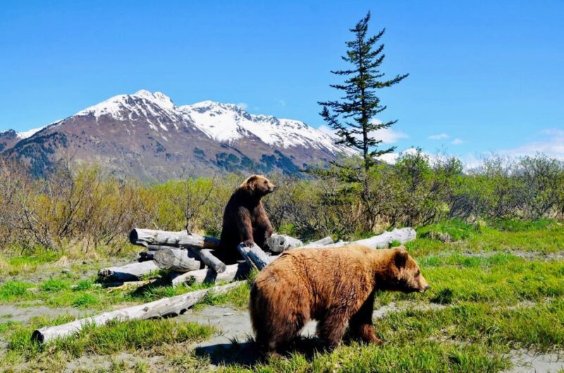Alaska Wildlife Conservation Center: Admission Ticket - What Can You Expect During Your Visit?