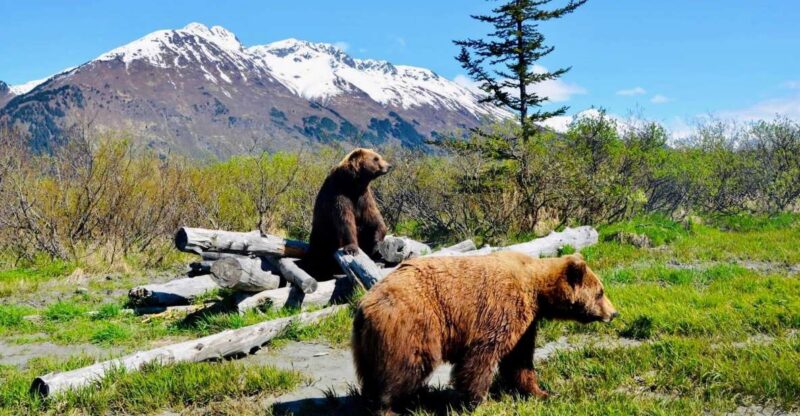 Alaska Wildlife Conservation Center: Admission Ticket - How Does the Experience Feel?