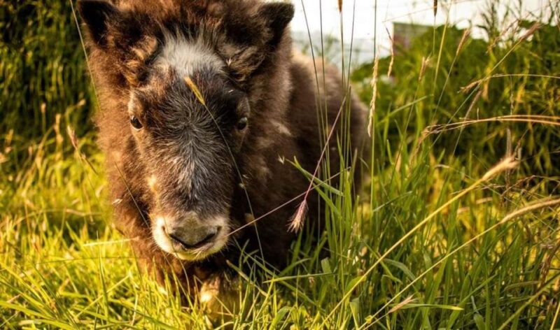 Alaska Wildlife Conservation Center: Admission Ticket - Practical Details