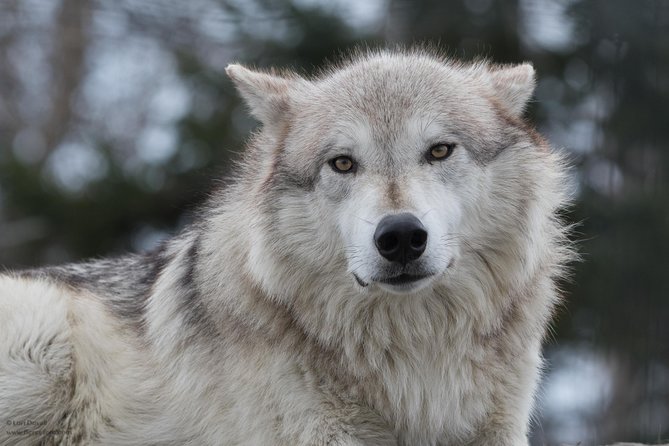 Alaska Wildlife Day Tour With Free Hotel Pickup - Wildlife and Scenery