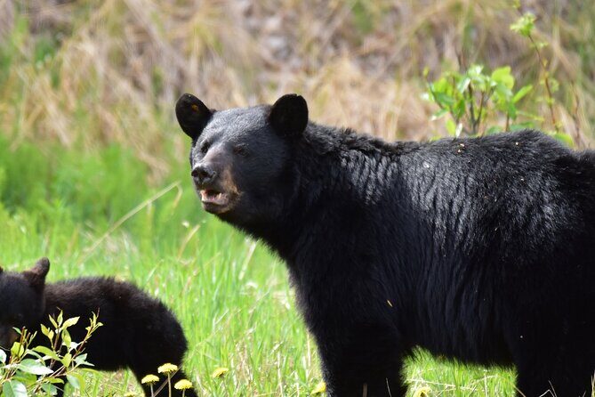 Alaska Wildlife Safari and Sightseeing Tour - Starting Point and Practicalities