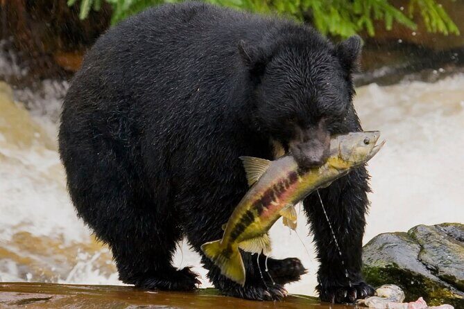 Alaska Wildlife Safari and Sightseeing Tour - Highlights and Challenges