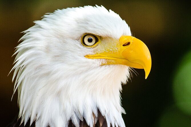 Alaska Wildlife Safari and Sightseeing Tour - The Overall Experience