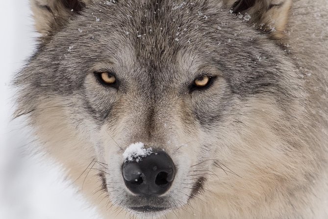 Alaska Wildlife Tour - Itinerary and Highlights