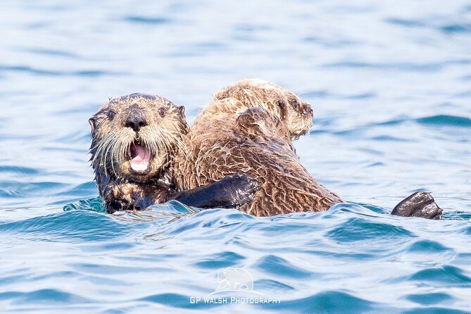 Alaska Wildlife Tour in Kachemak Bay - Key Points
