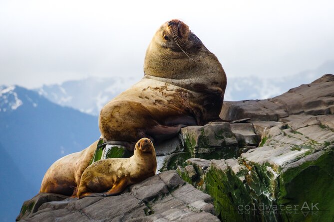 Alaska Wildlife Tour in Kachemak Bay - Customizable Tour Options