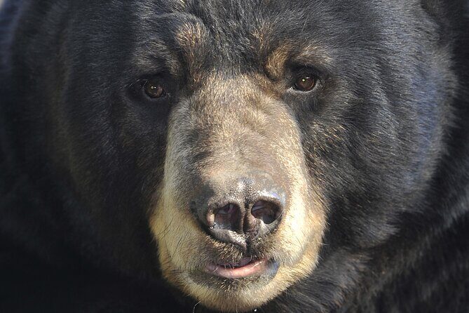 Alaskan Bear Encounter by Land & Sea - A Closer Look at the Itinerary