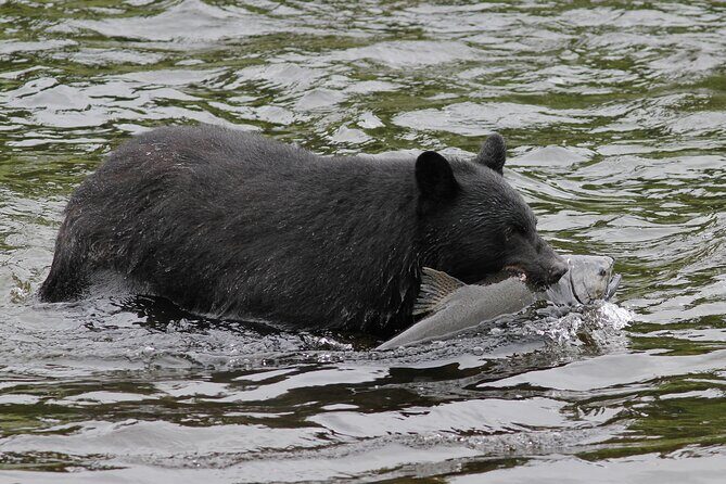 Alaskan Bear Encounter by Land & Sea - Who Should Book This Tour?