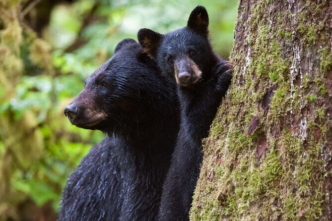 Alaskan Bear Encounter by Land & Sea - Final Thoughts on Value