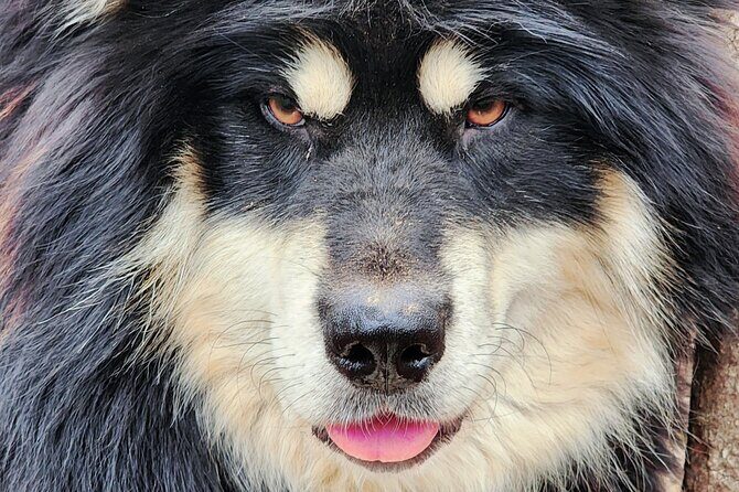 Alaskan Sled Dog Excursion in Fairbanks - An In-Depth Look at the Experience