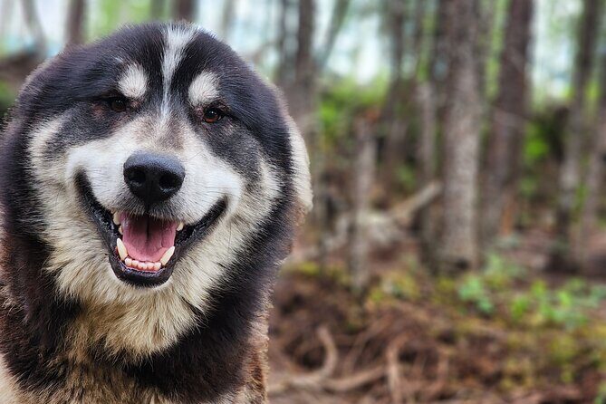 Alaskan Sled Dog Excursion in Fairbanks - The Sum Up: Why It’s Worth Considering