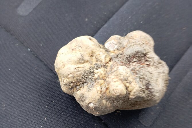 Alba Truffle Hunting, Barolo and Barbaresco Tasting - An In-Depth Look at What to Expect