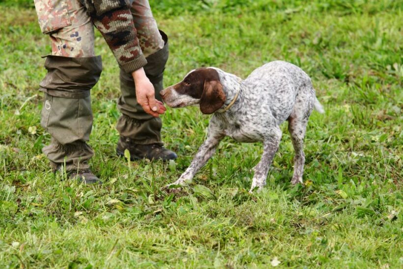 Alba: Truffle Hunting with Cheese, Truffle, & Wine Tastings - Introduction
