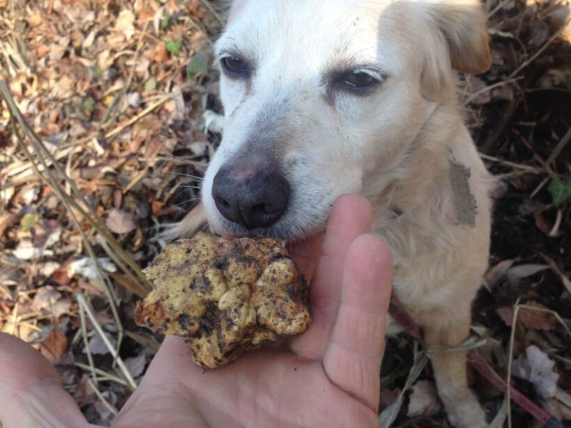 Alba: Truffle Hunting with Cheese, Truffle, & Wine Tastings - FAQs