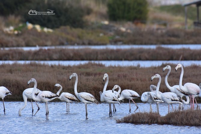 Albania Birdwatching, Kayaking, Bicycle National Park Divjaka Karavasta(ARG) - What’s Included and What’s Not