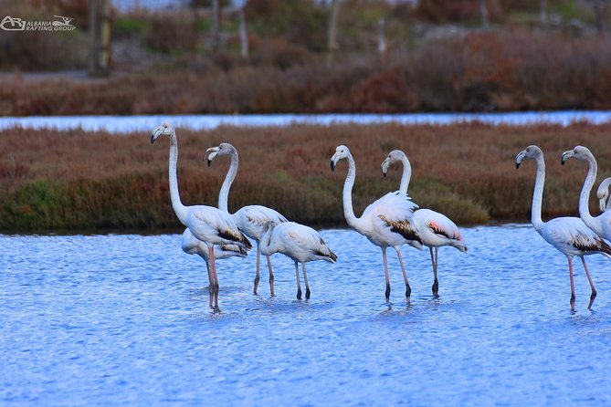 Albania Birdwatching, Kayaking, Bicycle National Park Divjaka Karavasta(ARG) - Detailed Breakdown of the Itinerary