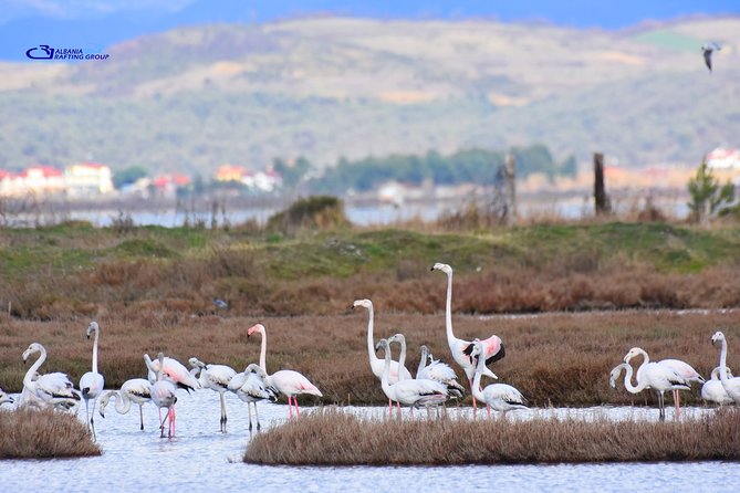 Albania Birdwatching, Kayaking, Bicycle National Park Divjaka Karavasta(ARG) - Authentic Feedback from Travelers