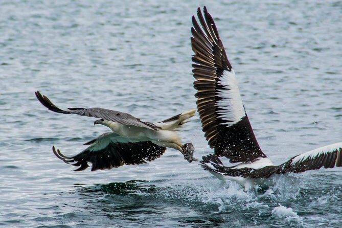 Albany Wildlife and Scenic Cruise - Practical Details and What to Expect