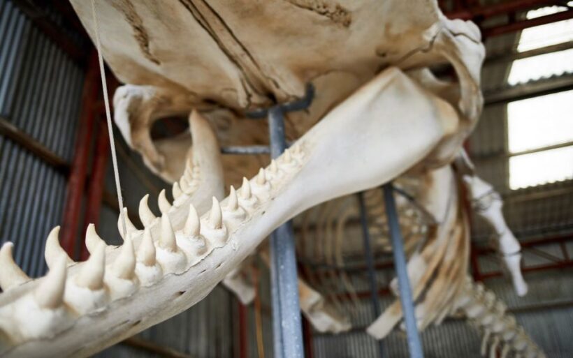 Albany's Whale Story - The Sum Up