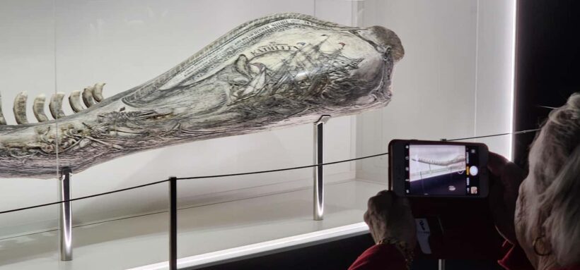 Albany's Whale Story - FAQ