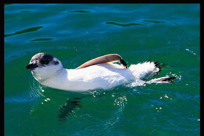 Albatross, seals, and sea birds-Wildlife Cruise - An In-Depth Look at the Wildlife Cruise Experience