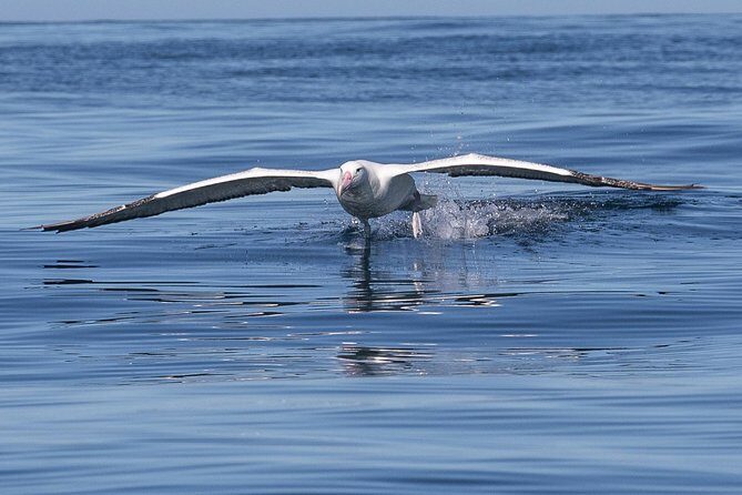 Albatross, seals, and sea birds-Wildlife Cruise - The Sum Up