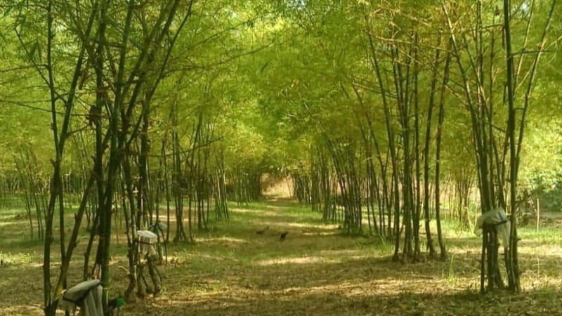 Albay Bicol Full Day Join-In-Tour by ZCHEDULISTA - Authentic Experiences and traveler impressions