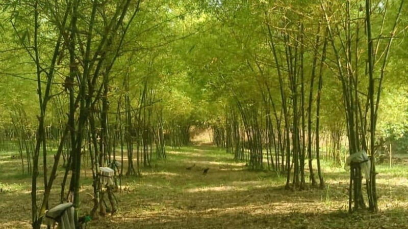 Albay Bicol Full Day Tour with Mayon Skyline by ZCHEDULISTA - The Sum Up