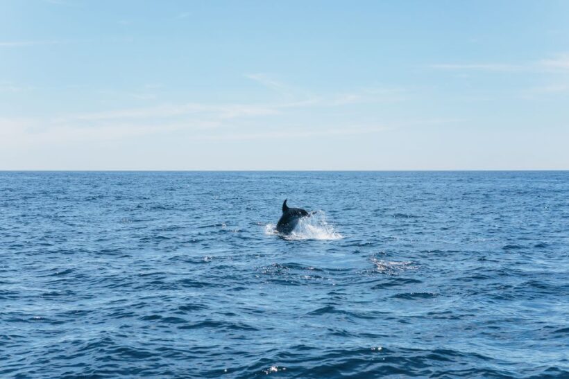 Albufeira: 2.5-Hour Benagil Caves & Dolphin Watching - Practical Tips for Your Trip
