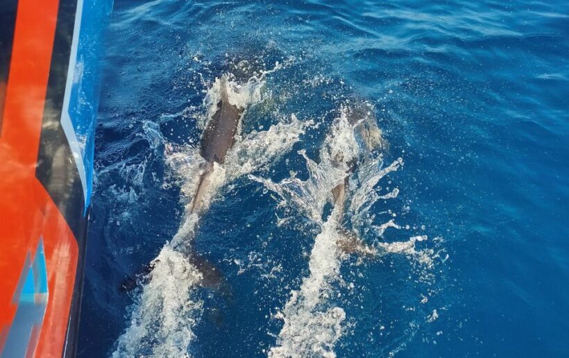 Albufeira: 2.5-Hour Dolphin Watching and Caves Trip - Introduction: An Authentic Algarve Sea Adventure