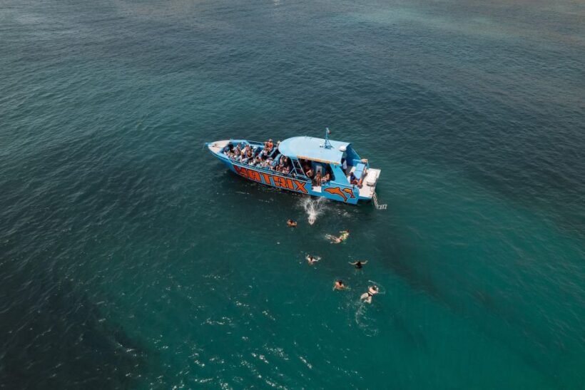 Albufeira: 2.5-Hour Dolphin Watching and Caves Trip - Real Experiences From Travelers