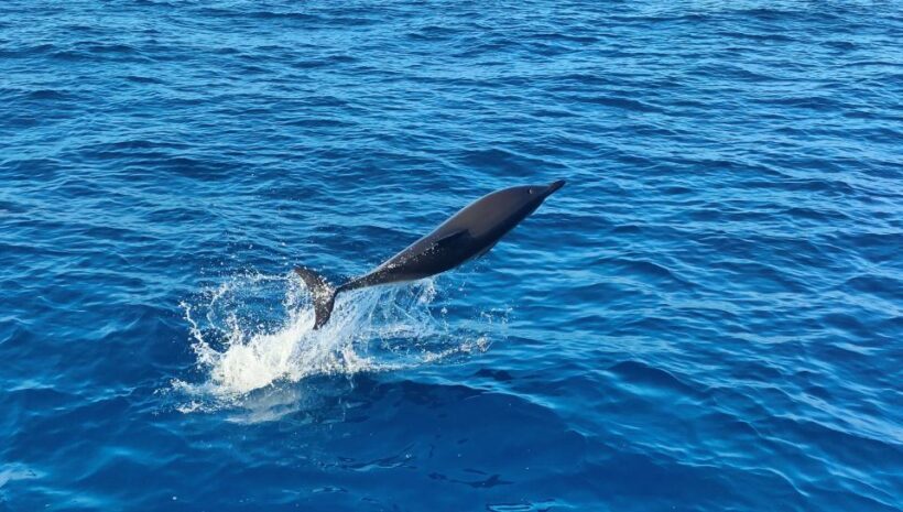 Albufeira: 2.5-Hour Dolphin Watching and Caves Trip - Practical Details That Matter