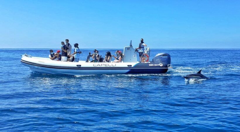 Albufeira: Benagil Cave and Dolphin Sightseeing Boat Cruise - Why This Tour Offers Good Value