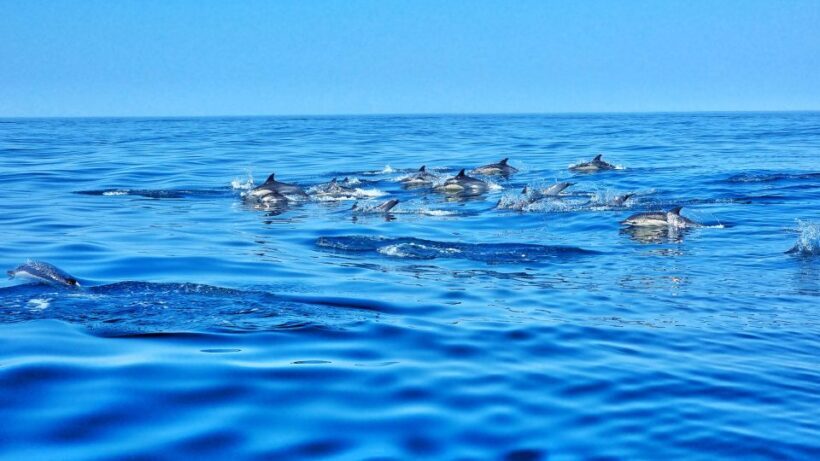 Albufeira: Benagil Cave and Dolphin Sightseeing Boat Cruise - Frequently Asked Questions