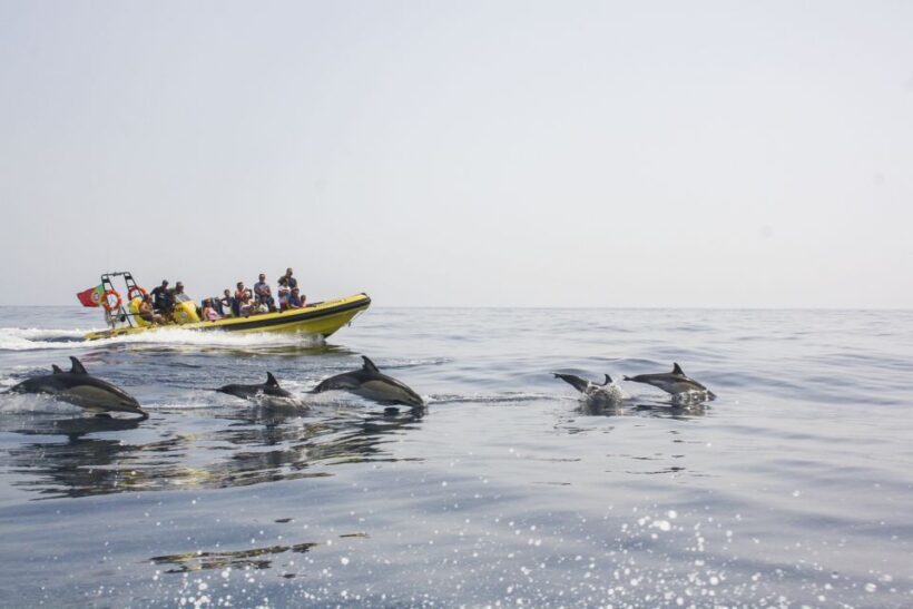 Albufeira: Benagil Caves & Dolphin Watching Speed Boat Tour - Practical Tips for Participants