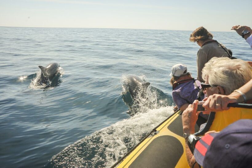 Albufeira: Benagil Caves & Dolphin Watching Speed Boat Tour - Final Thoughts: Who Will Love This Tour?