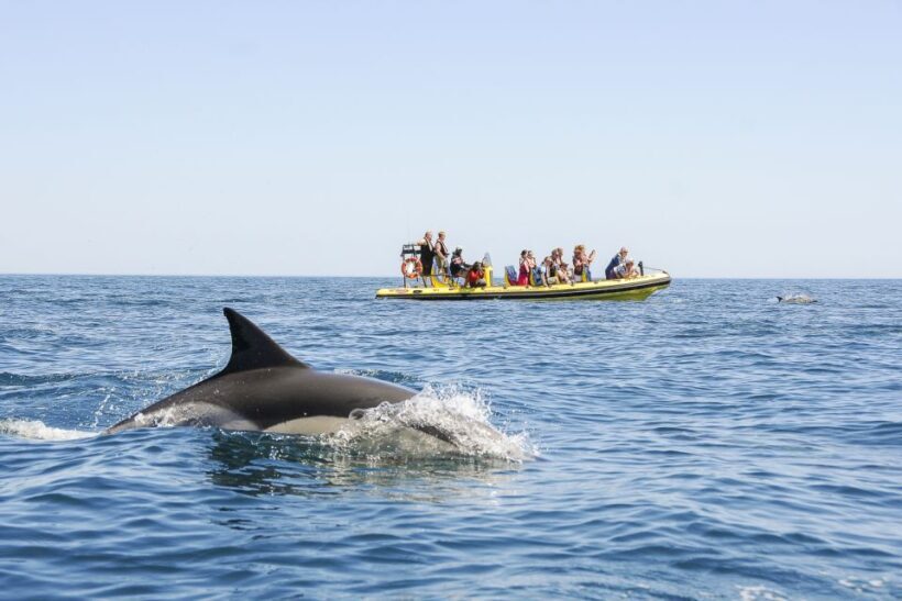 Albufeira: Benagil Caves & Dolphin Watching Speed Boat Tour - FAQ