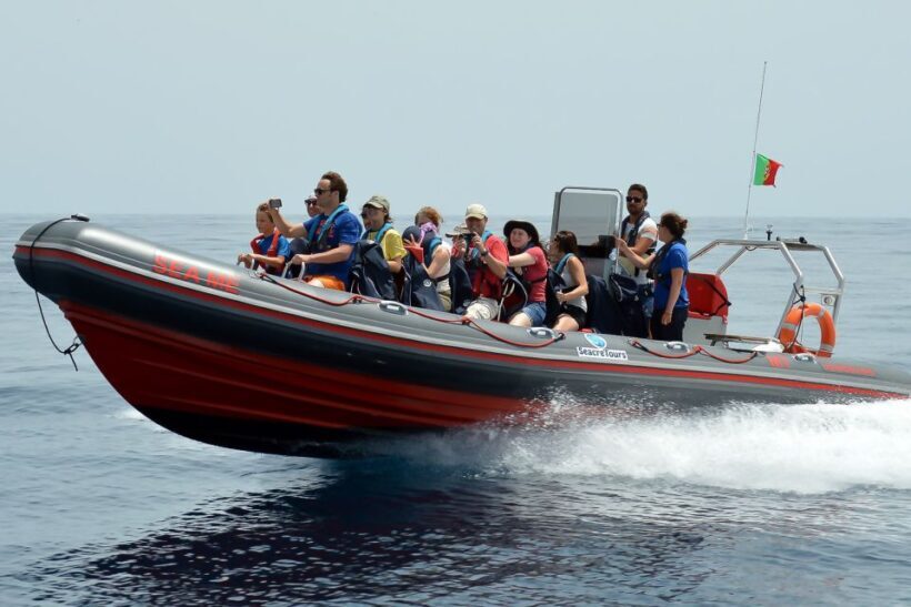 Albufeira: Dolphin Watching and Benagil Cave Boat Cruise - Who Will Enjoy This Tour?