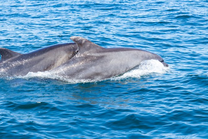 Albufeira: Dolphins and Caves Private Tour - Inclusions