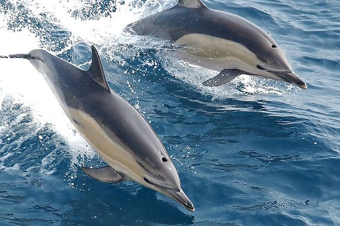 Albufeira: Dolphins and Caves Private Tour - Meeting and Pickup