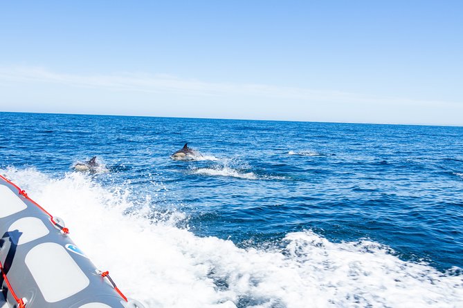 Albufeira: Dolphins and Caves Private Tour - Accessibility and Additional Information