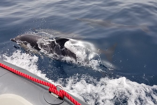 Albufeira: Dolphins and Caves Tour - The Sum Up: Is This Tour Worth It?