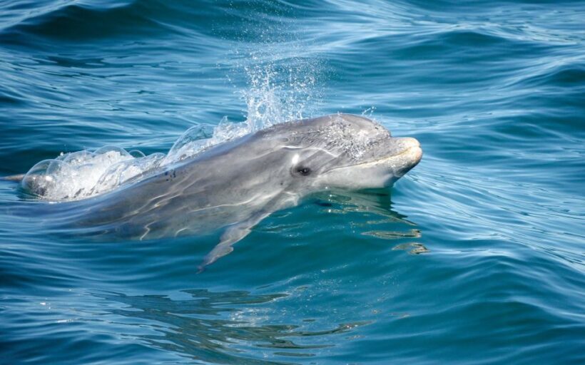 Albufeira: Dolphins, Benagil Caves and Coastline Boat Tour - A Detailed Look at the Experience