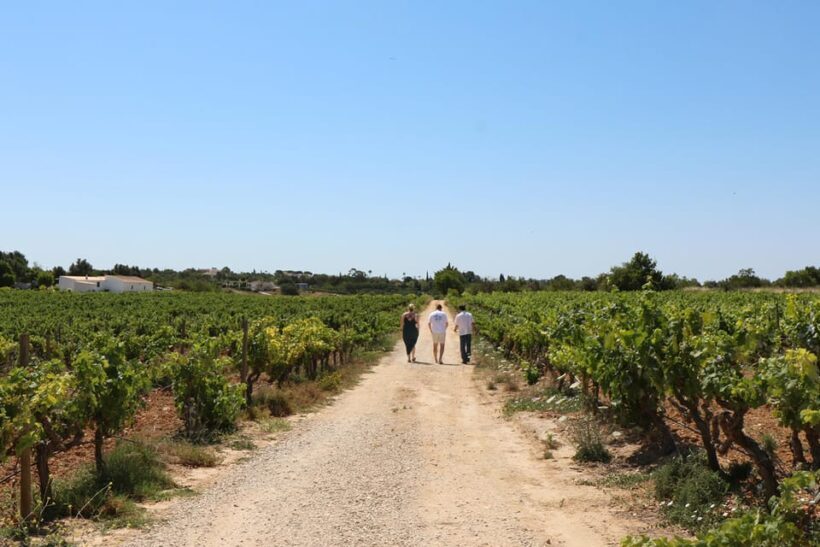 Albufeira/Porches/Vilamoura: Wine Tasting with Tapas & Music - An Introduction to the Experience