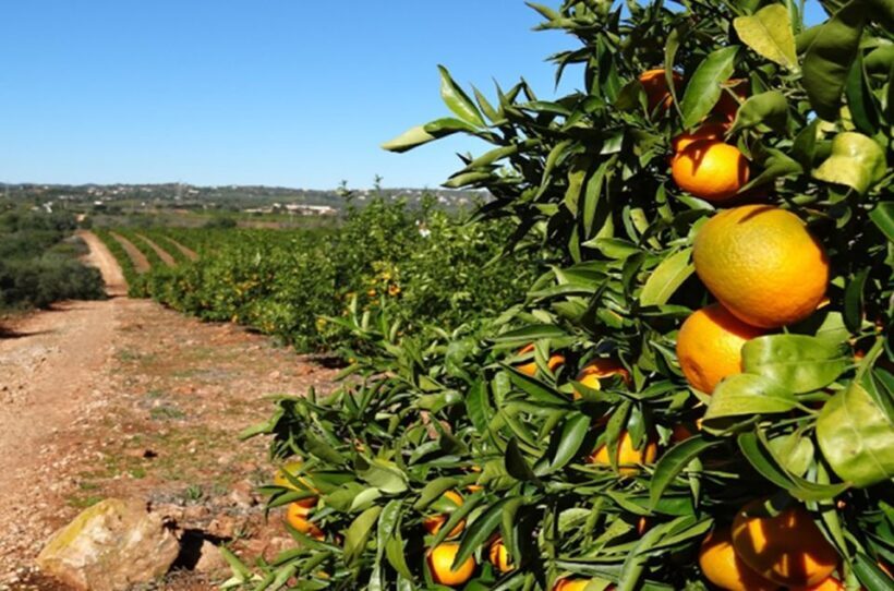 Albufeira: Safari Excursion in the Algarve Mountains - Final Thoughts